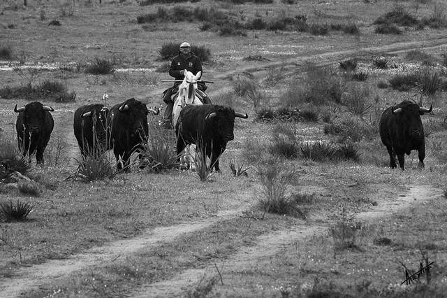 Vuelta A Los Toros : Actualités taurines, toros bravos, férias