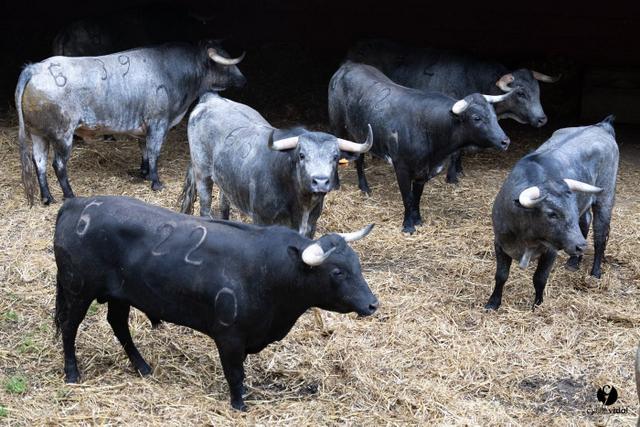 Aire sur l’Adour : les novillos de Flor de Jara sont dans les corrales ...