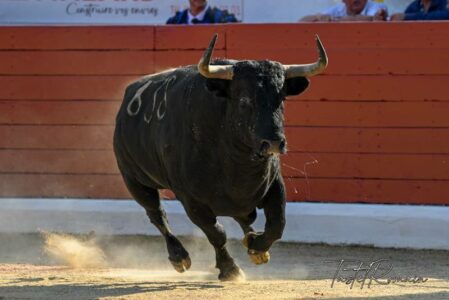Vuelta A Los Toros : Actualités taurines, toros bravos, férias